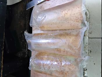 Pakan Ikan Berprotein Daphnia Magna Kutir Kutu Air Raksasa - Shop ...