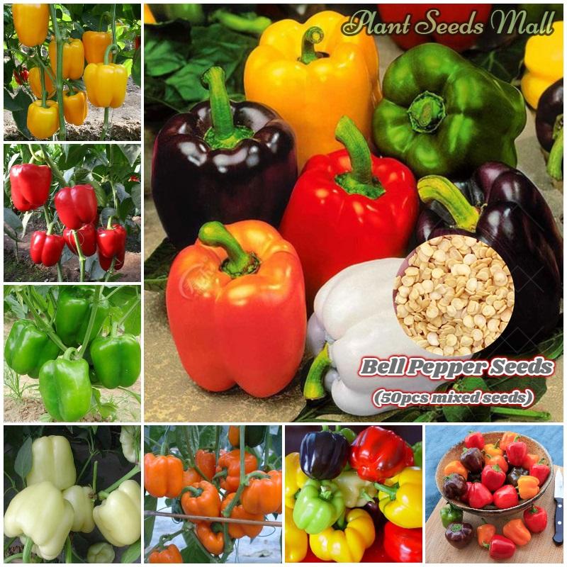 [High Germination] Mixed Sweet Bell Pepper Seeds Organic Vegetable ...