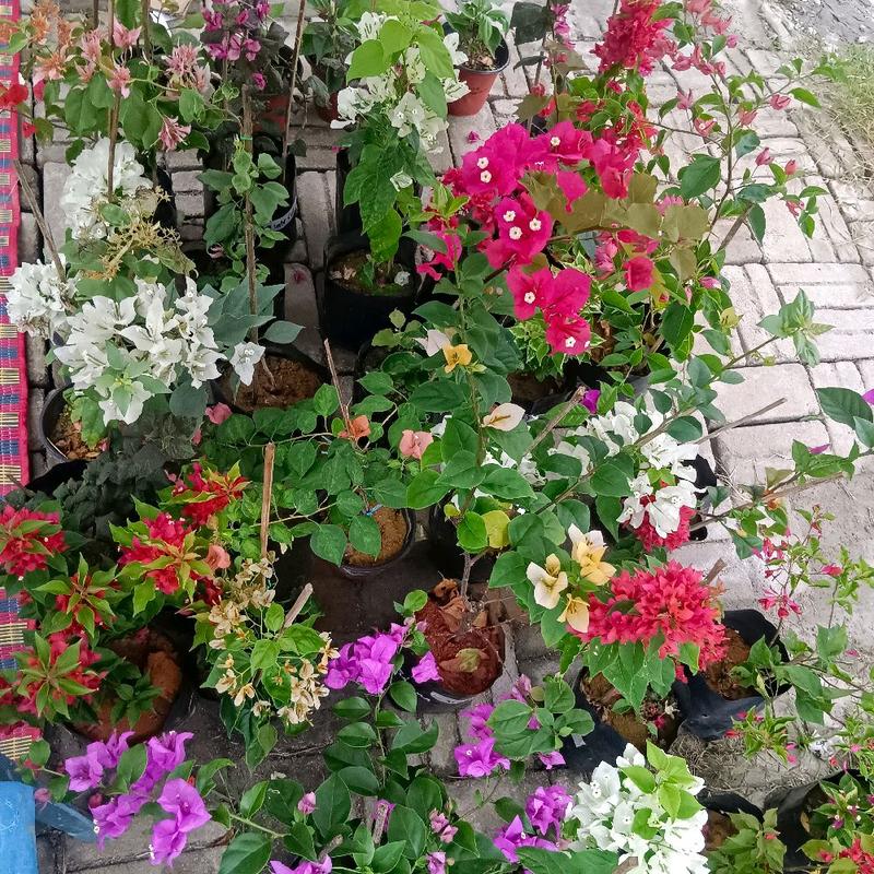 COMBO 4 pokok BUNGA KERTAS random ID random COLOR | X artificial ...