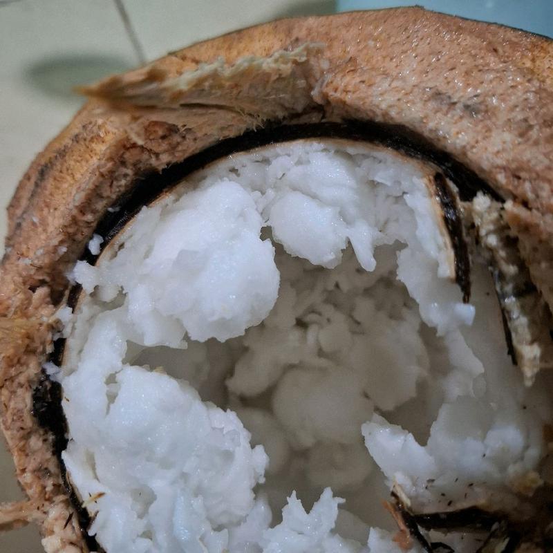 kelapa kopyor ipb 100% kopyor asli size 43-46 - Shop | Tokopedia