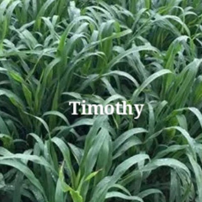 Timothy Seed / Biji benih Timothy Imported Timothy Seed - 5g - TikTok ...
