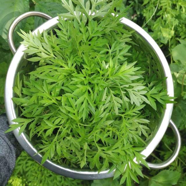 daun suring daun kenikir atau daun suring segar langsung petik per 150 ...