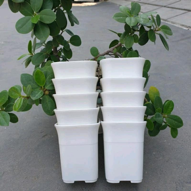 Pot Segi Tinggi Untuk Kaktus HDG 10 Cm - Shop | Tokopedia