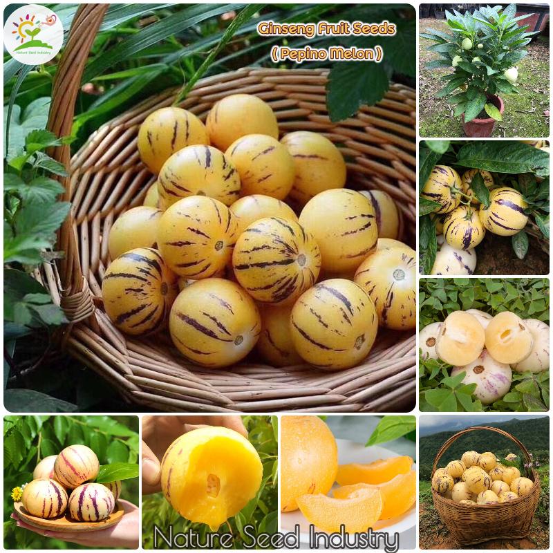 [Fast Delivery] Sweet Pepino Melon Seeds Ginseng Fruit Seeds - TikTok ...