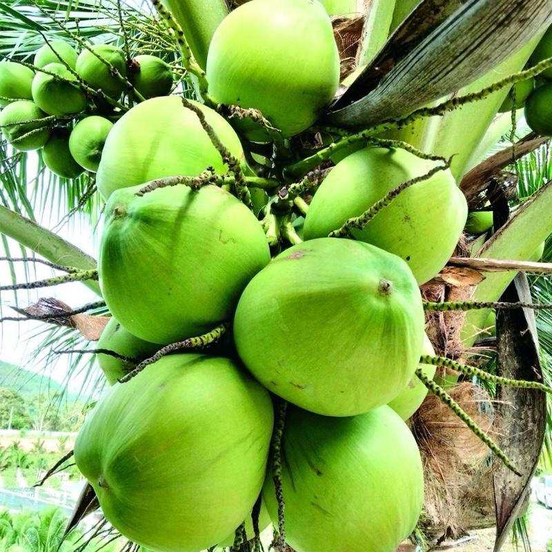 (baja) 1 kg Garam untuk pokok kelapa…amat sesuai untuk semua jenis ...