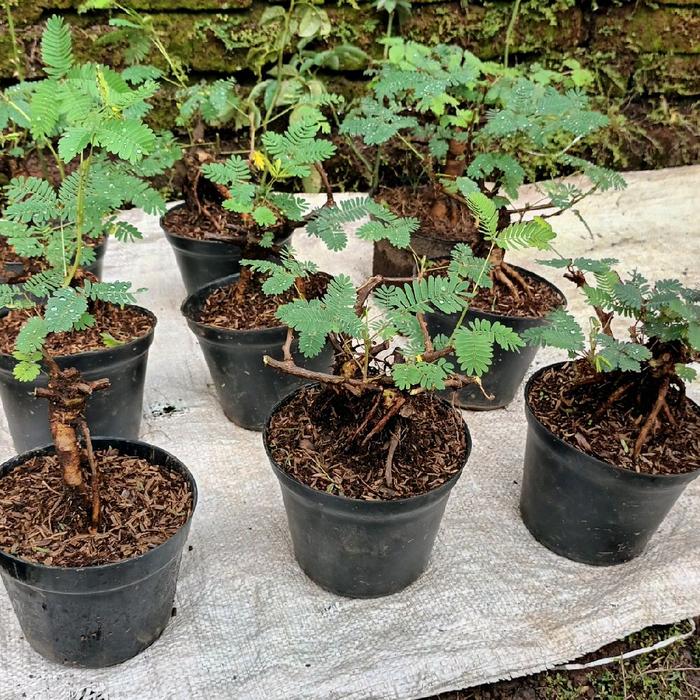 Jual Bunga Putri Malu Super Keren dalam Pot Hitam Cocok untuk Dekorasi ...