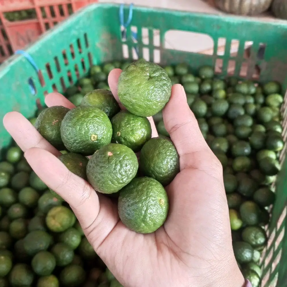 Jeruk Nipis 1kg Sedang Besar Grade A Fresh Petik Kebun - Shop | Tokopedia