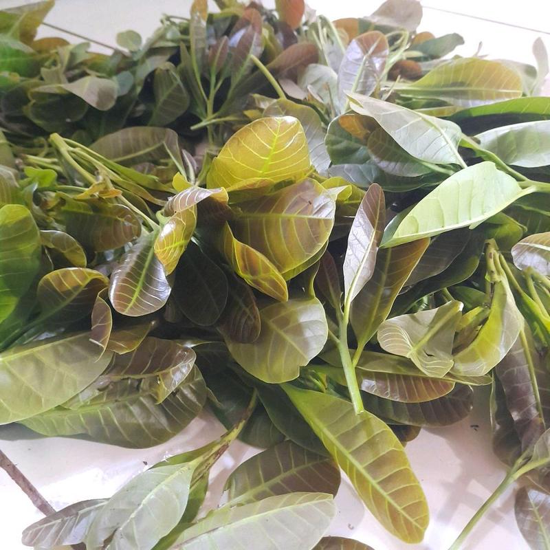 DAUN JAMBU METE segar fress enak buat lalapan ataupun obat herbal ...