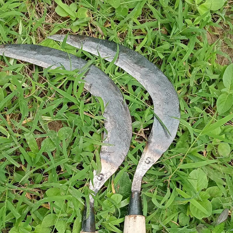 Sabit arit padi asli buatan pande Madura cap 5 - Shop | Tokopedia