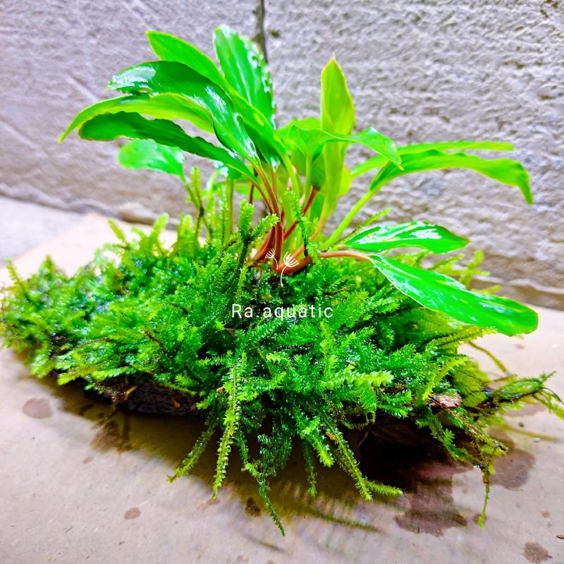 Rumput Sintetis Kayu Rentek Tanaman Anubias Full Mos Dekoras - Shop ...