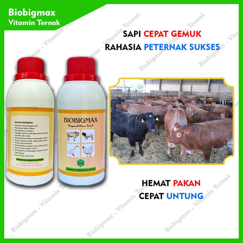 Obat Sapi Cepat Gemuk BIOBIGMAX Obat Cacing Sapi Vitamin Penggemuk ...