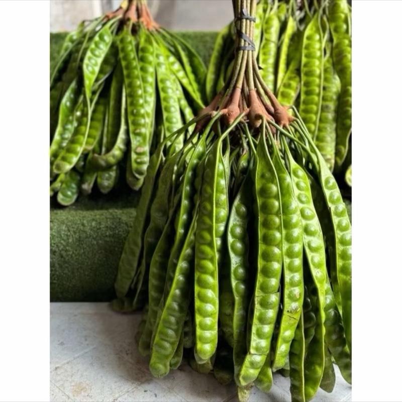 Petai segar fresh dried foods - TikTok Shop Malaysia