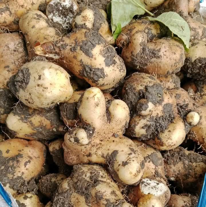 gembili ketan, gembili 1kg asli kudus - Shop | Tokopedia