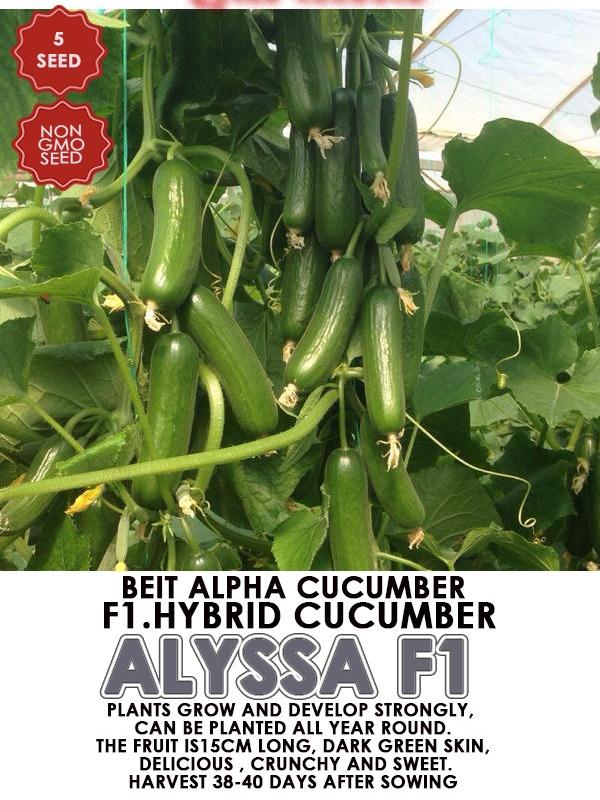 BIJI BENIH TIMUN MINI BEIT ALPHA SUPER LEBAT 5 SEED Flower - TikTok ...