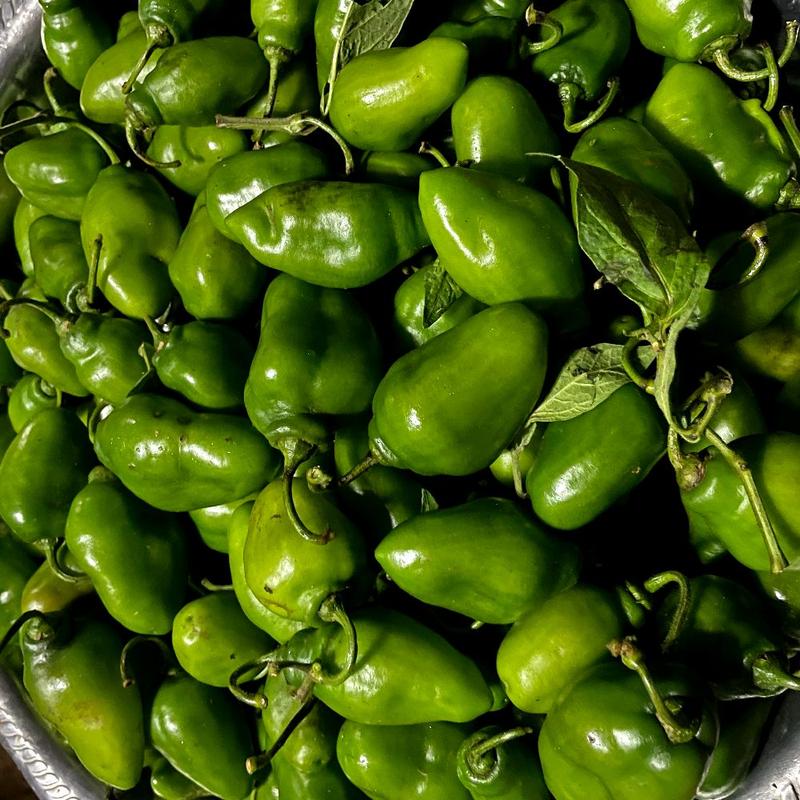 Cabe gendot 1kg hasil petik dari kebun sendiri - Shop | Tokopedia