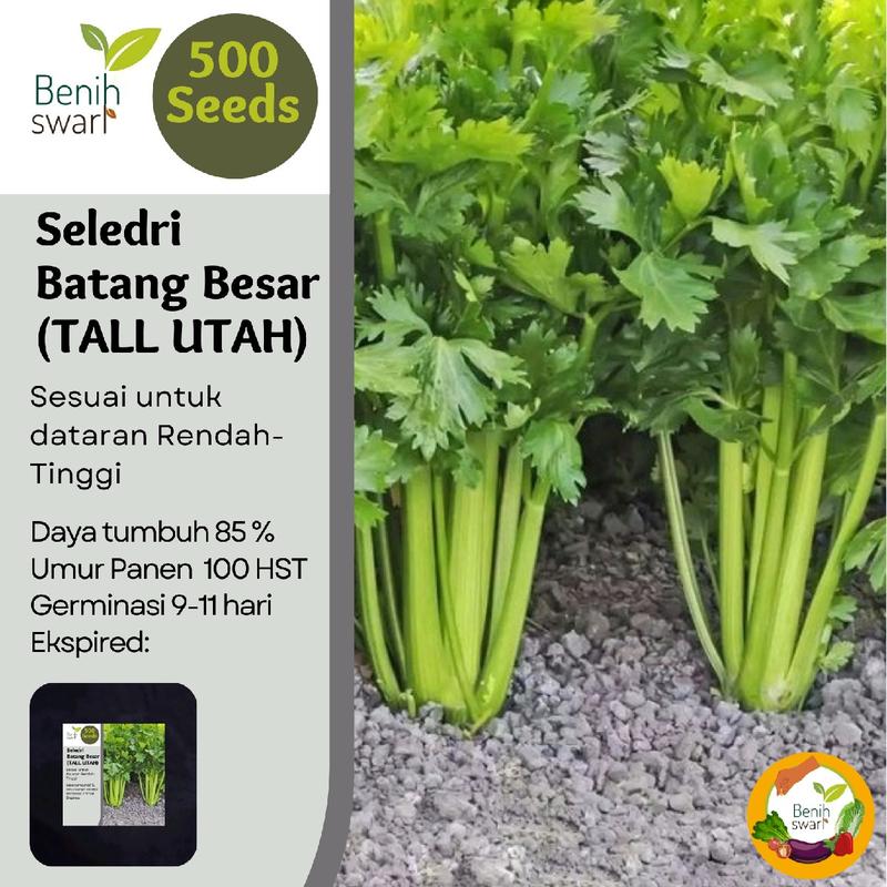 Isi 500 Butir Benih Seledri Batang Besar / CELLERY TALL UTAH - Shop ...