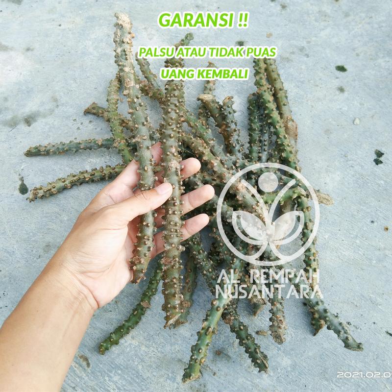 Bratawali Segar 500gr akar ali-ali Organik - Shop | Tokopedia