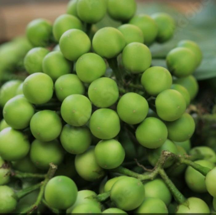 Buah Takokak / Cepokak Segar Fresh 500gram Petik Langsung Makanan ...