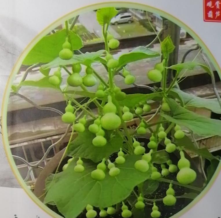 Four seasons hand twist small gourd seeds ornamental mini gourd seeds ...
