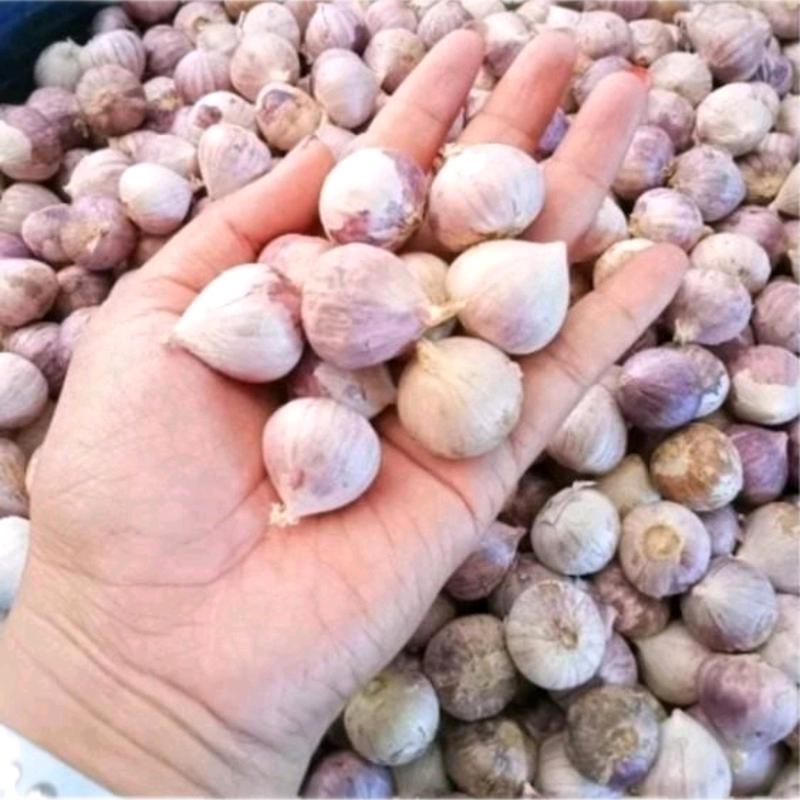 Bawang putih tunggal thailand 1kg/bawang lanang Cooking Food - TikTok ...