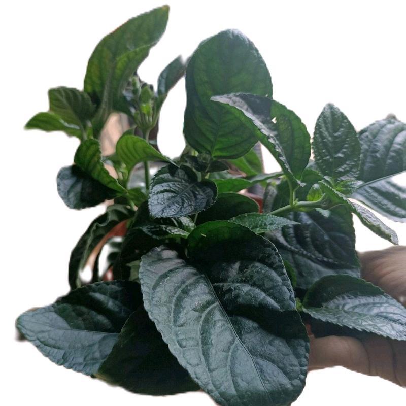 BENIH POKOK HERBA NILAM PANDAN Plant Seeds - TikTok Shop Malaysia