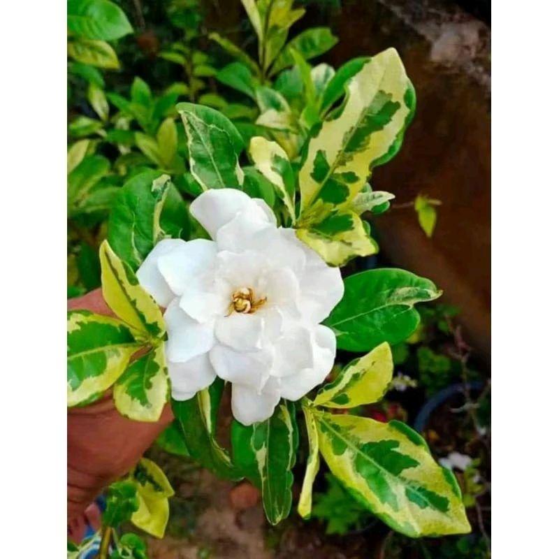 SNT / pokok gardenia varigated / pokok outdoor - TikTok Shop Malaysia