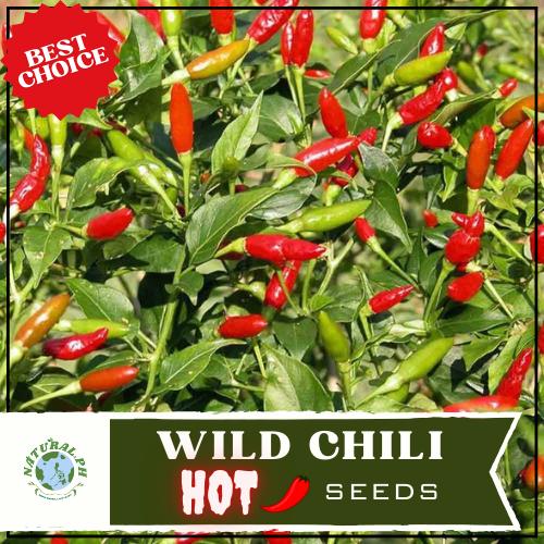 Wild Siling Labuyo Seeds for Planting - Approx. 50 Seeds per - TikTok ...