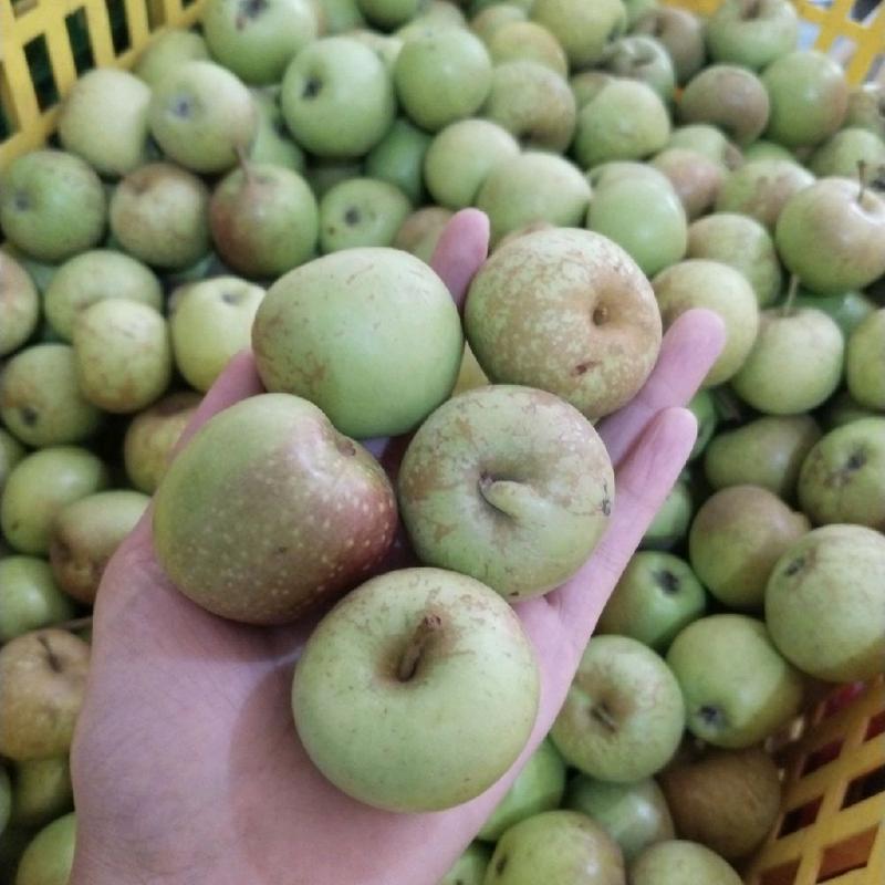 1Kg Apel Manalagi CERRY KECIL/Manis Kriuk Keras/25-30 Buah/Untuk Jus ...