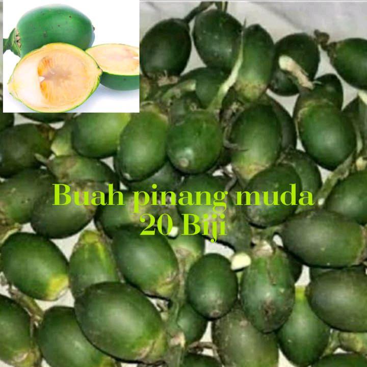 pinang muda atau jambe muda berkualitas 20 biji, buah pinang - Shop ...