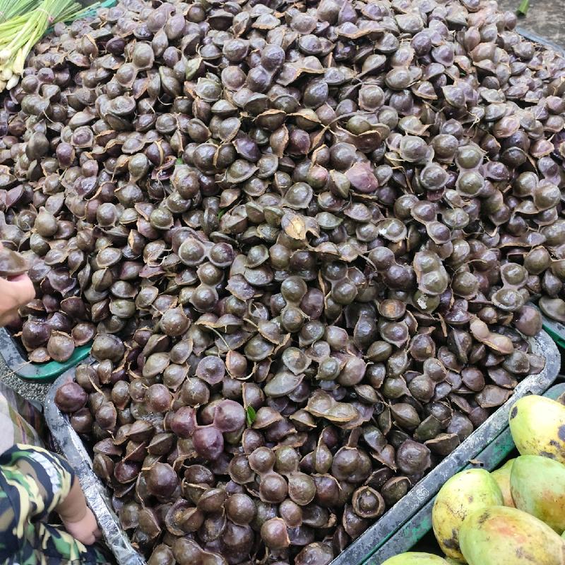 Jering Muda 1KG Segar Dried Food - TikTok Shop Malaysia