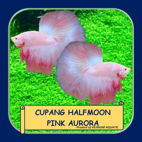 Jual IKAN HIAS AIR TAWAR - IKAN CUPANG HALFMOON PINK AURORA - Jakarta ...