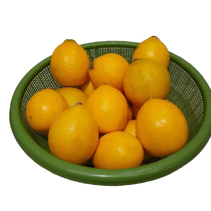 Jeruk Lemon 1 kg - Fresh langsung petik dari Pohon alpukat buah - Shop ...