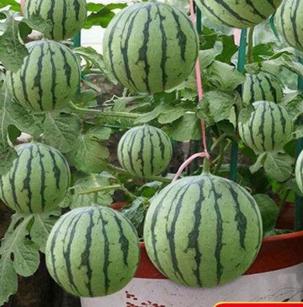 Honeypot small watermelon seeds Seedless small watermelon seeds ...
