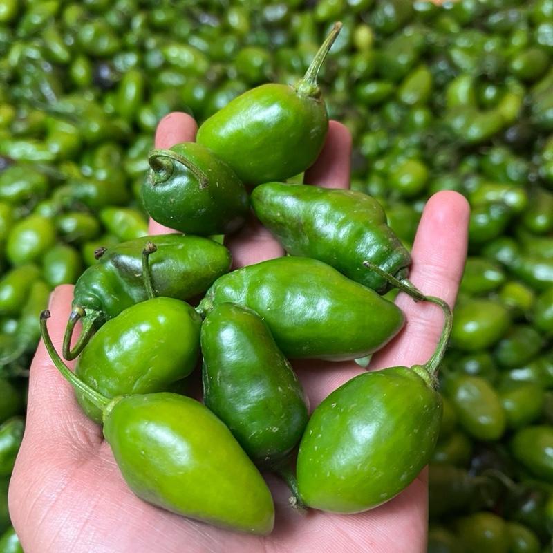 Cabe Gendot Segar (mini) dari ciwidey bandung - Shop | Tokopedia
