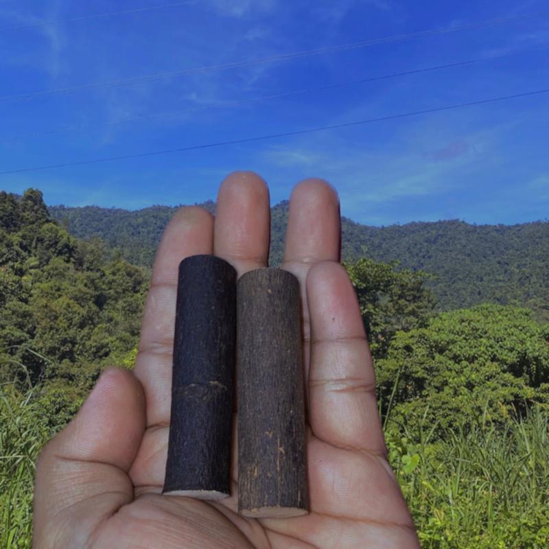 Kayu Tas Jantan & Betina / Kayu Limpanas / Kayu Hujan Panas - TikTok ...