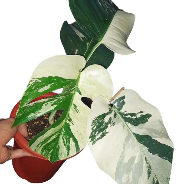 Jual monstera variegata - Monthai - Monking var - 1 daun mewah - Kab ...