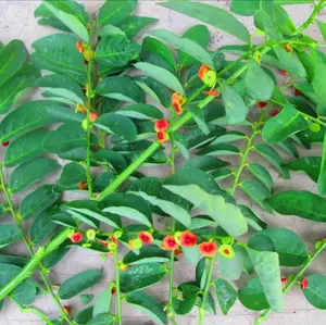 daun suring daun kenikir atau daun suring segar langsung petik per 150 ...