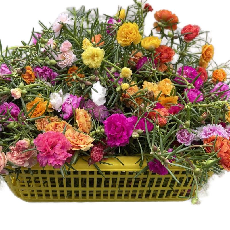 100 cutting Japanese Rose seed/Bunga rose jepun/carnation - TikTok Shop ...