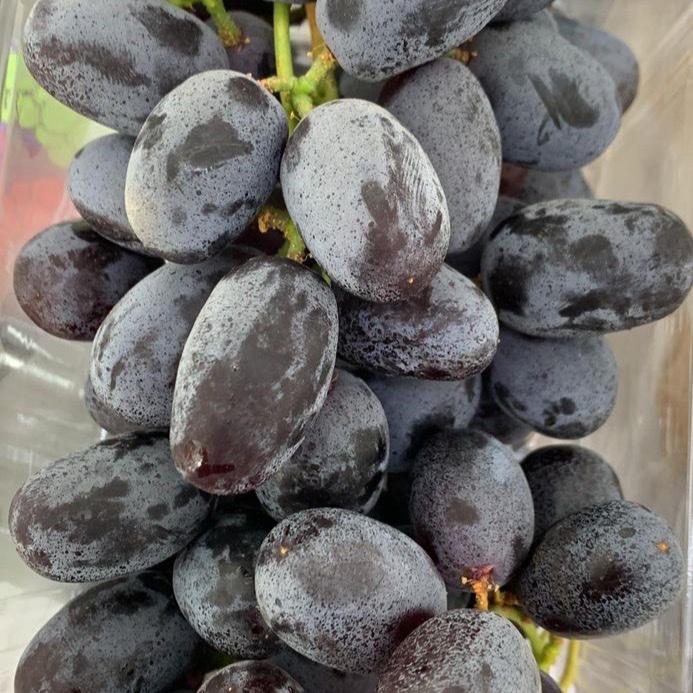 Buah Anggur Hitam Tanpa Biji / Seedless - TikTok Shop Malaysia