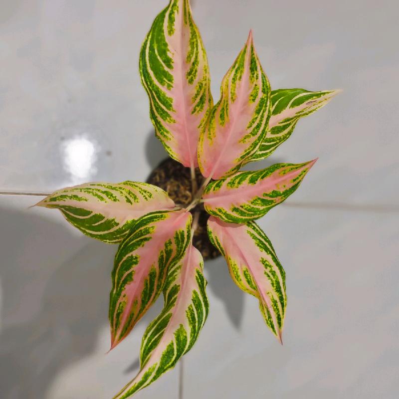 benih bunga aglonema pink sunset - Shop | Tokopedia