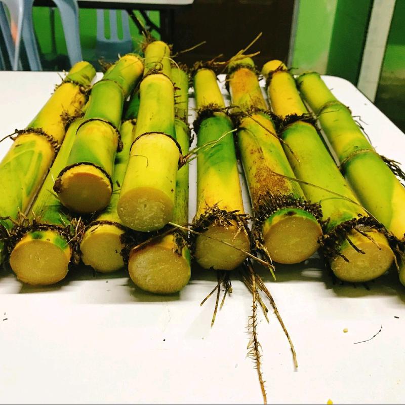 BENIH TEBU KUNING MANIS 1KERATAN 3 MATA TUNAS - TikTok Shop Malaysia