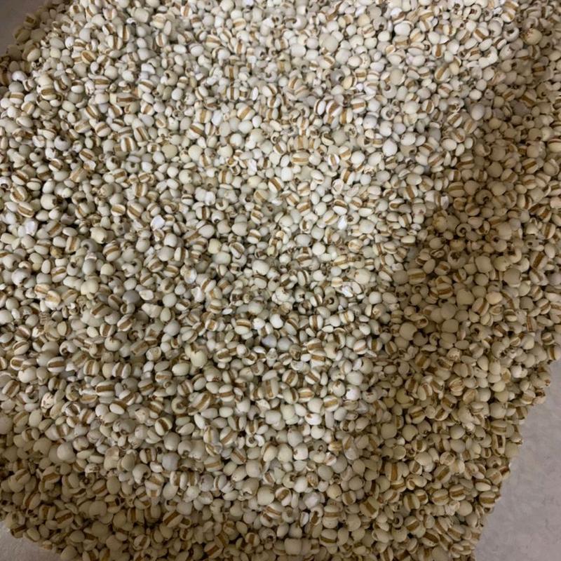 Chinese barley, Barli Cina tanpa pengawet (100g) - TikTok Shop Malaysia