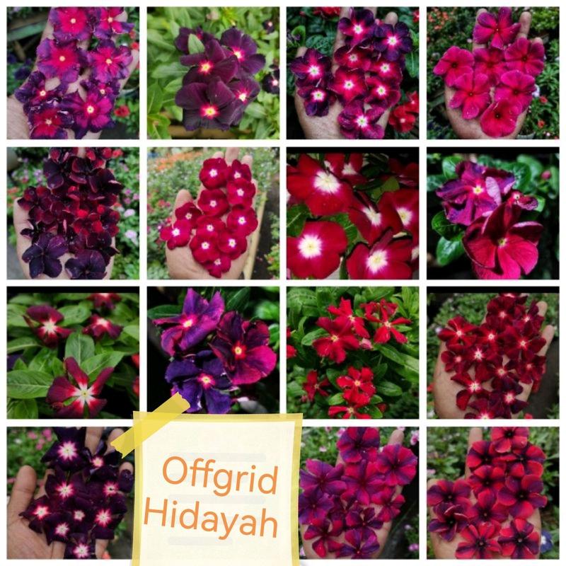 VINCA BENIH MIX MERAH RARE OFFGRID HIDAYAH 100++ BIJI - TikTok Shop ...