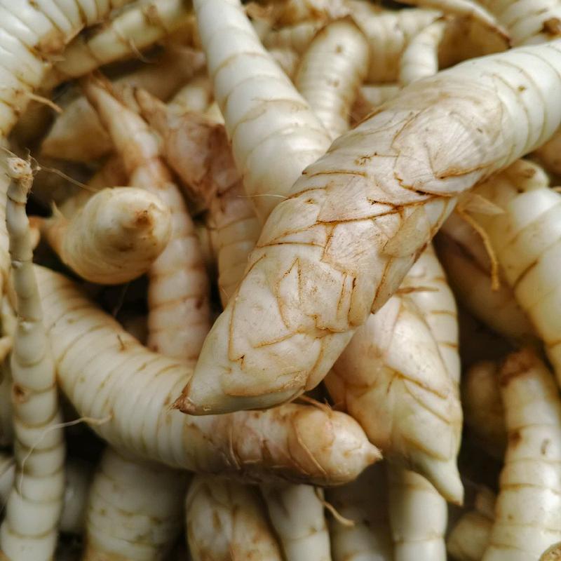 Jual umbi garut segar fresh - Shop | Tokopedia