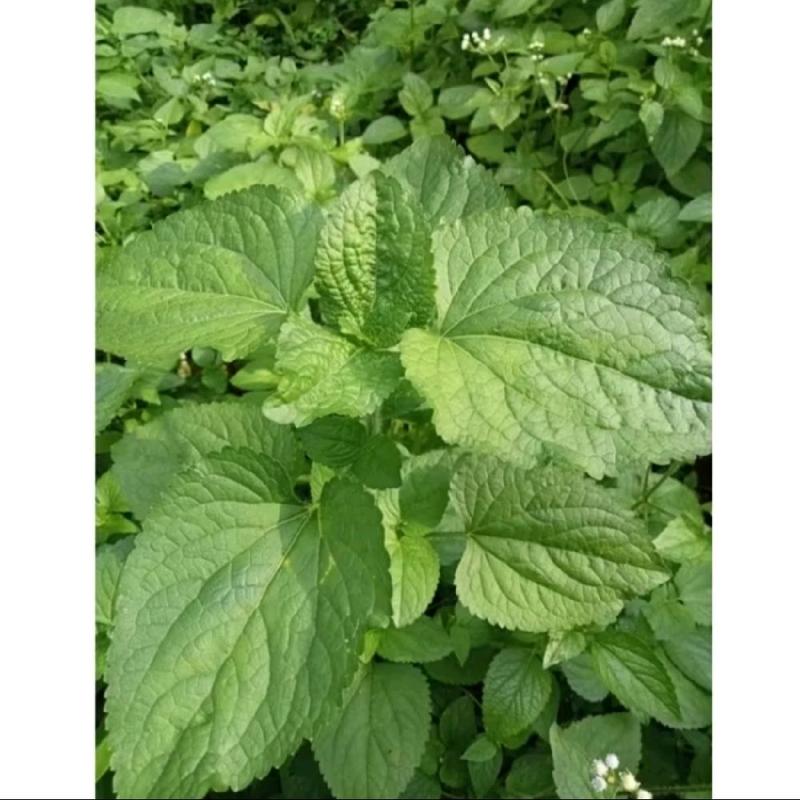 Daun Herbal Alami/Daun Bandotan/500g - Shop | Tokopedia