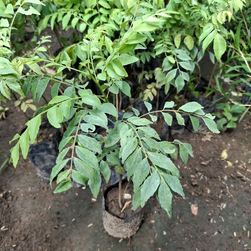 Artificial daun kari salam koja - Shop | Tokopedia