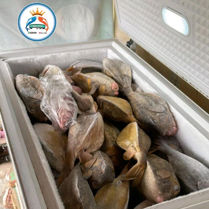 Jual Ikan Kudu - kudu / Kotak Beku / Boxfish / Helicopter fish ...