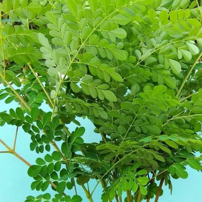 Daun Kelor Segar 200gram Banyak Manfaatnya Kualitas Terbaik untuk ...