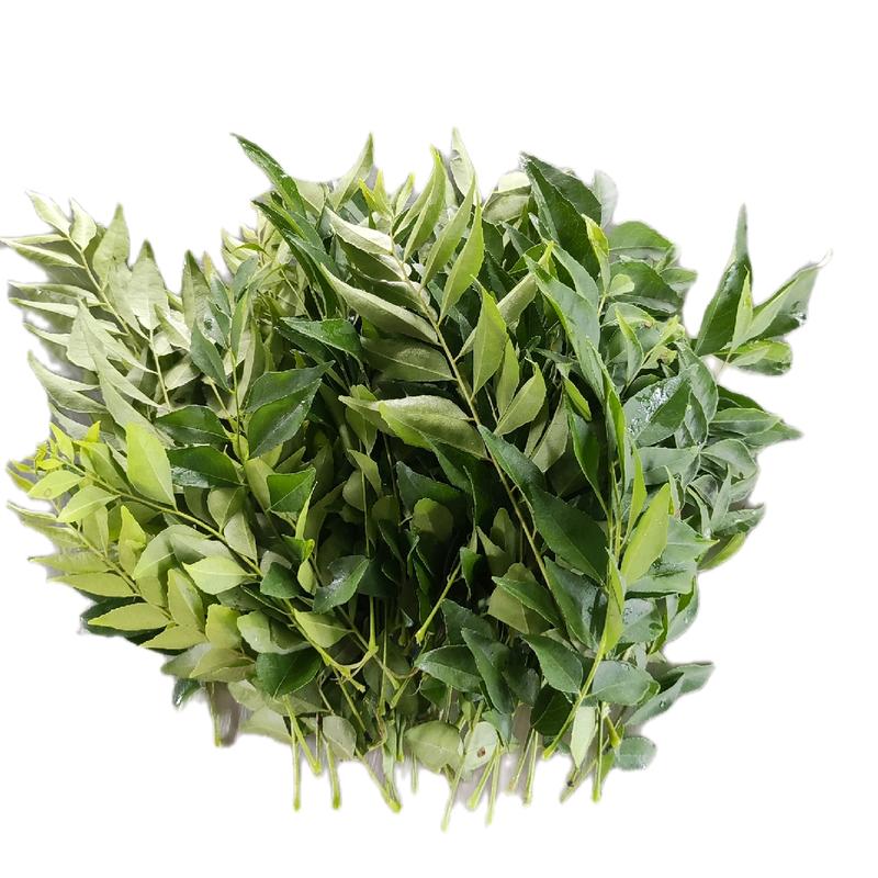 (Leaf Only) Daun Kari / Curry Leaf 50-200GRAM - TikTok Shop Malaysia
