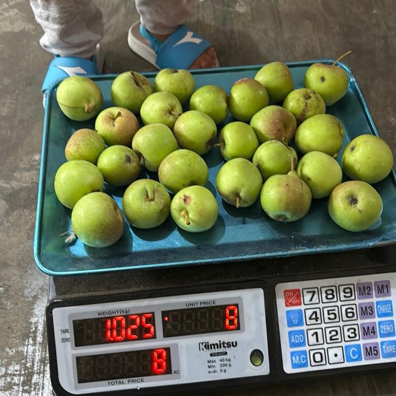 apel manalagi CERRY KECIL (1kg)/isi 25-30 buah(kecil)/apel fresh malang ...